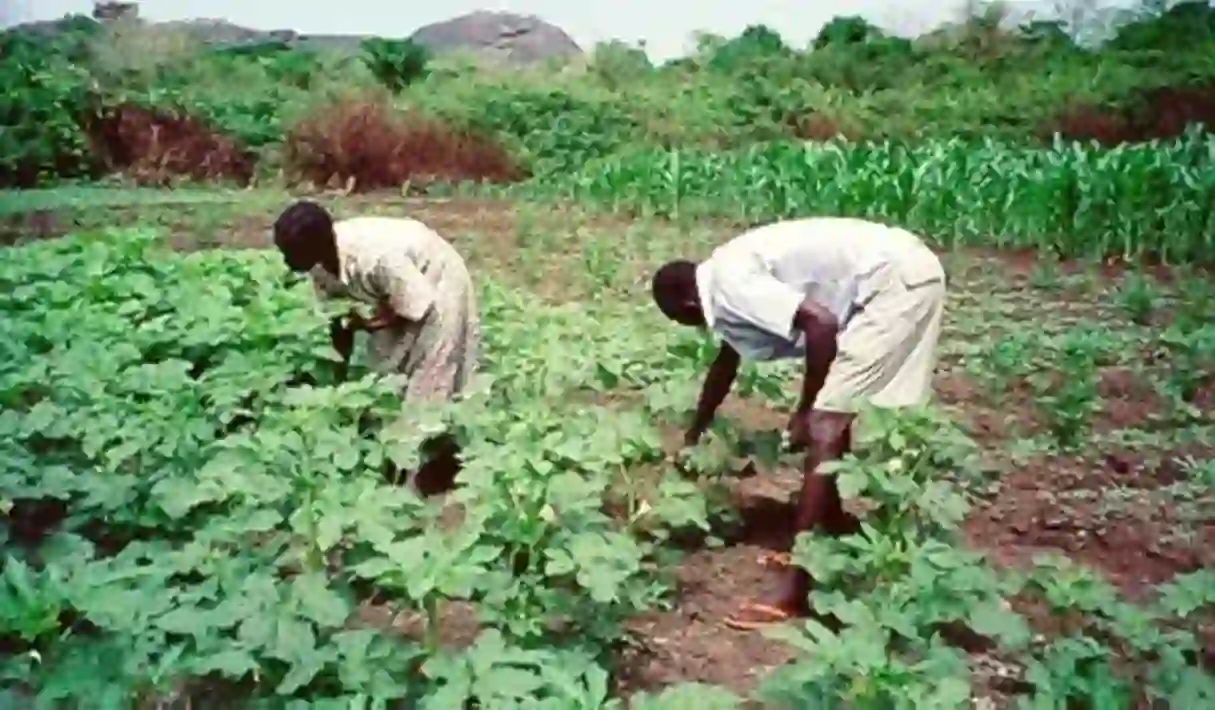 FG Projects N3trn Annual Savings as 14 Million Farmers Enter Cassava-to ...